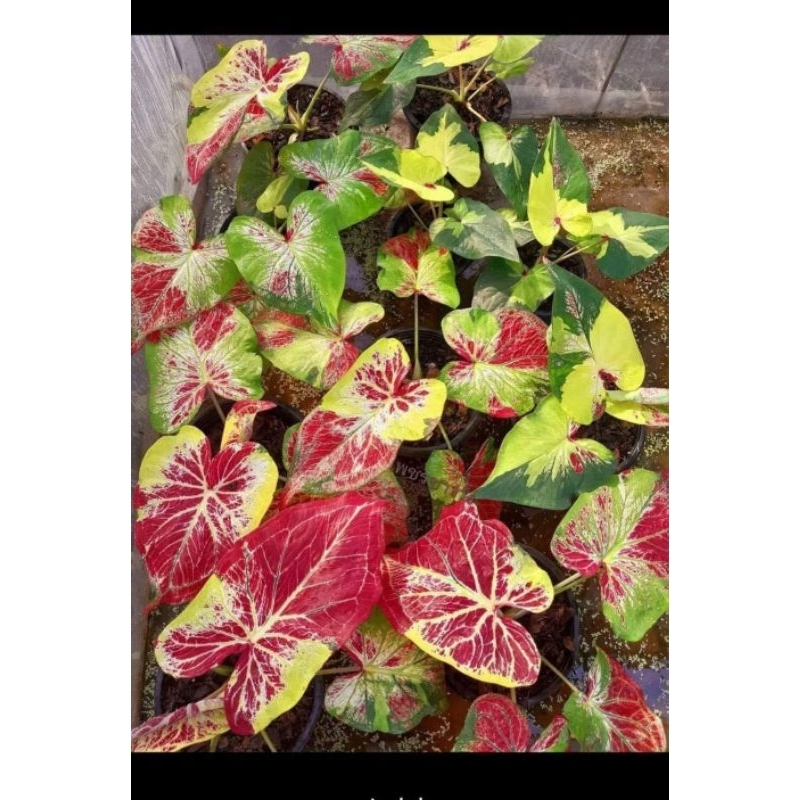 Jual Caladium Sri Ruek Ngam thai series | Shopee Indonesia