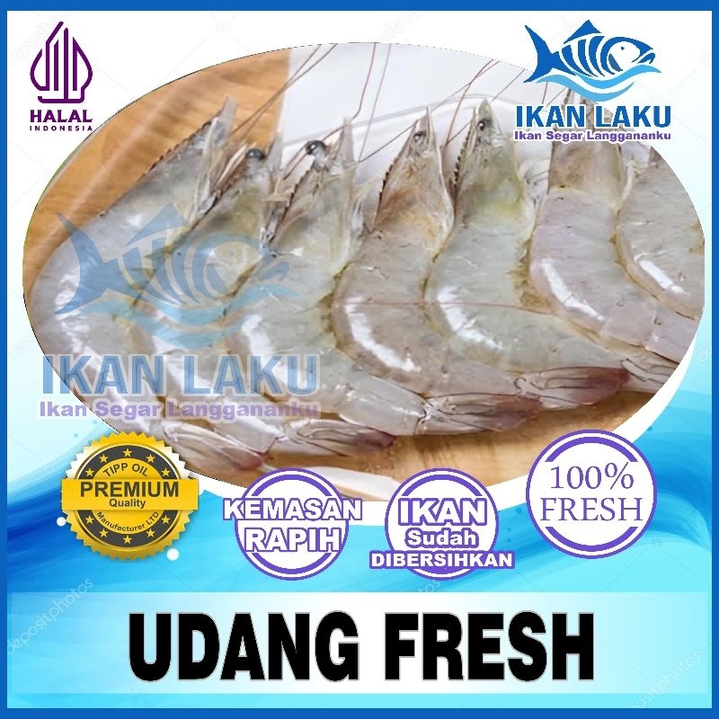 Jual UDANG BESAR KECIL PANCET | VANAME | JERBUNG | AMAEBI | ARGENTINA ...