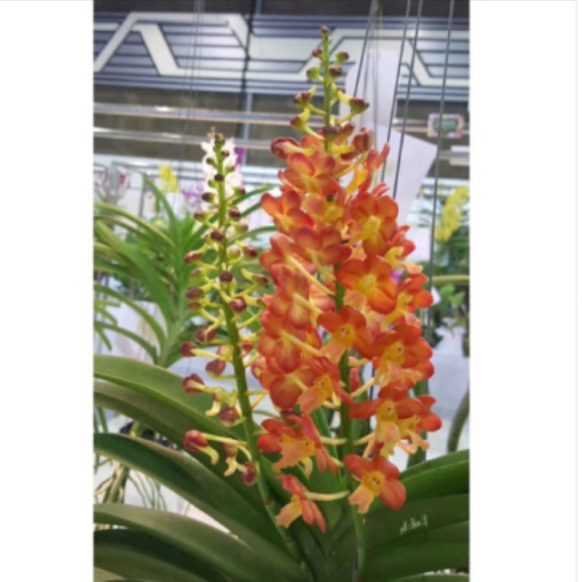 Jual Dewasa - Anggrek Vanda Mini Ascocentrum Rimbun | Shopee Indonesia