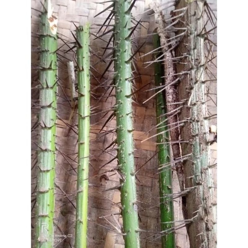 Jual batang duri pohon salak panjang 25cm isi 12 batang | Shopee Indonesia