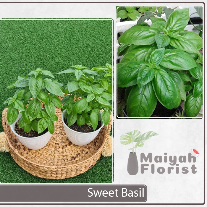 Jual Tanaman Herbal Rempah Sweet Basil - Ocimum basilicum | Shopee ...