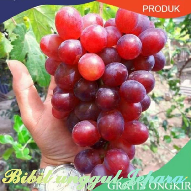 Jual BIBIT ANGGUR IMPOR NINEL SIAP BERBUAH | Shopee Indonesia