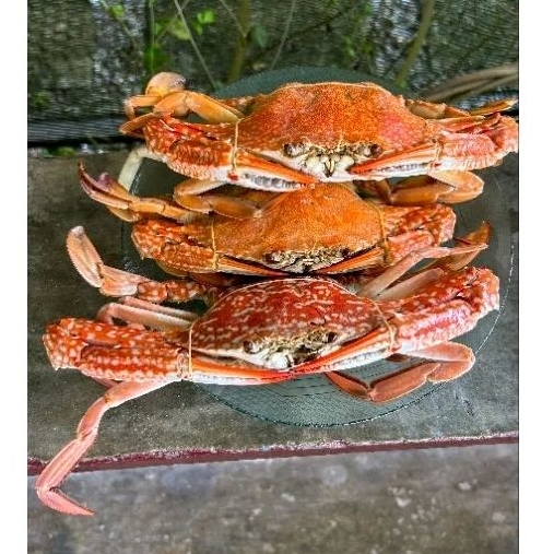 Jual KEPITING RAJUNGAN BELITUNG (MATANG) | Shopee Indonesia