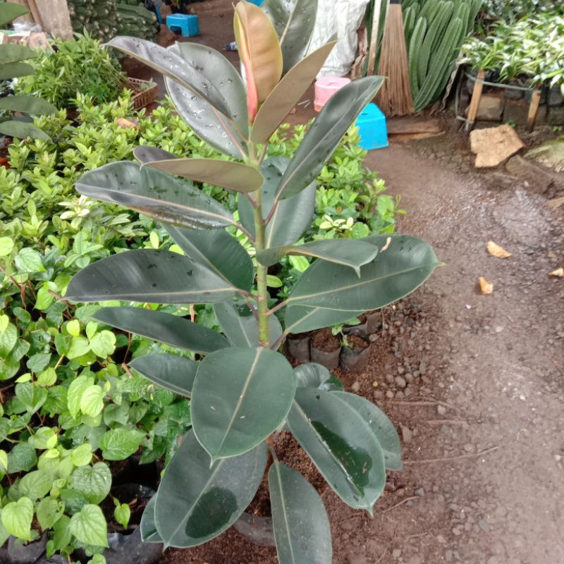 Jual tanaman ficus elastica atau karet kebo tinggi 80cm - 1 meter ...
