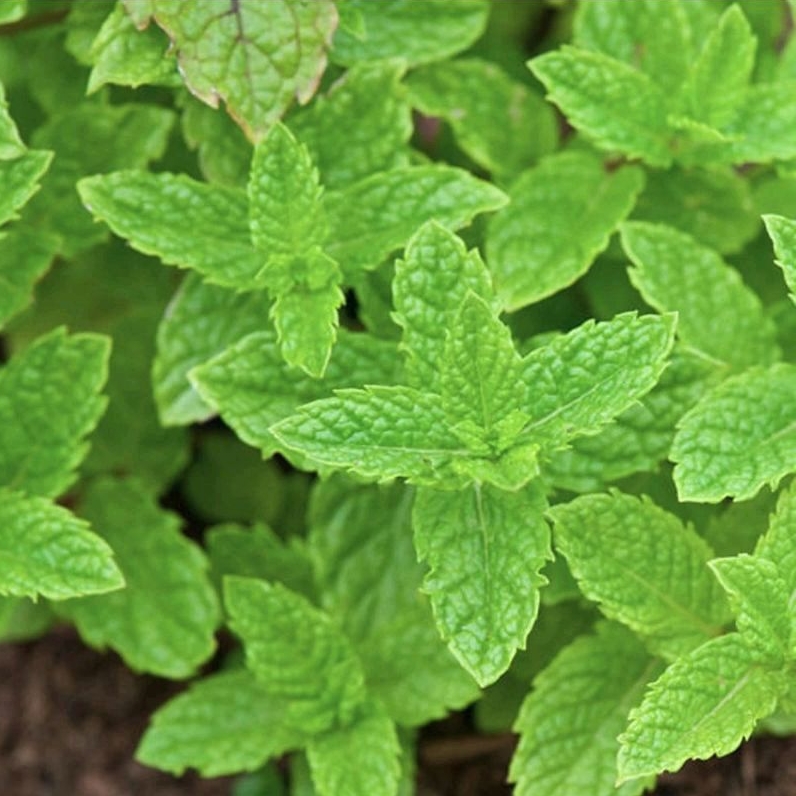 Jual 10 Biji - Benih Daun Mint Spearmint Import - Bibit Tanaman Herb ...