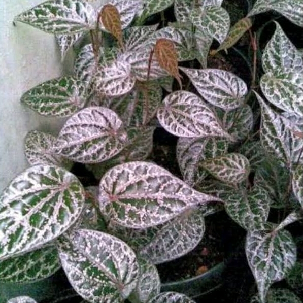 Jual Daun Sirih Sere Merah Obat Herbal Segala Penyakit Lembaran ...