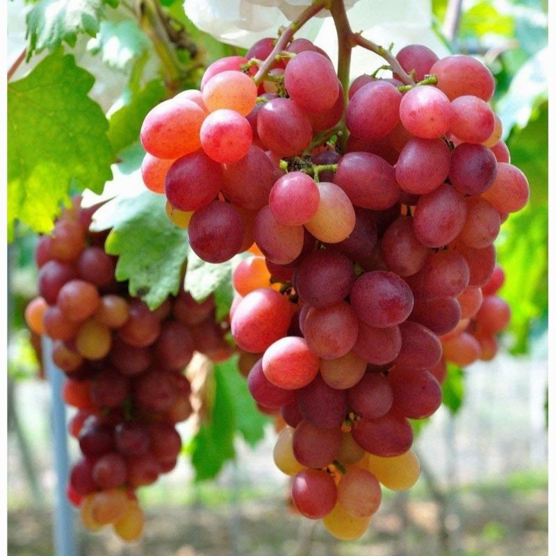 Jual 2 Biji - Benih Anggur Merah Red Grape Super Premium Import - Bibit ...