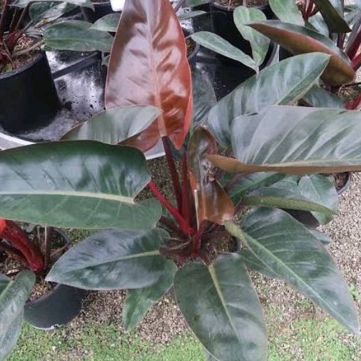 Jual Tanaman Hias Philo Red Kongo - Philodendrone Red Congo - Philo ...