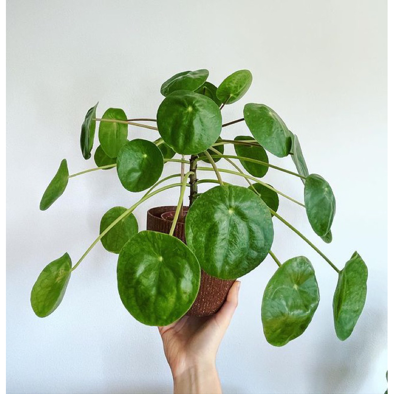 Jual Tanaman Hias Chinese Money Plant/Peperomia Pilea - Pilea Peperomia ...