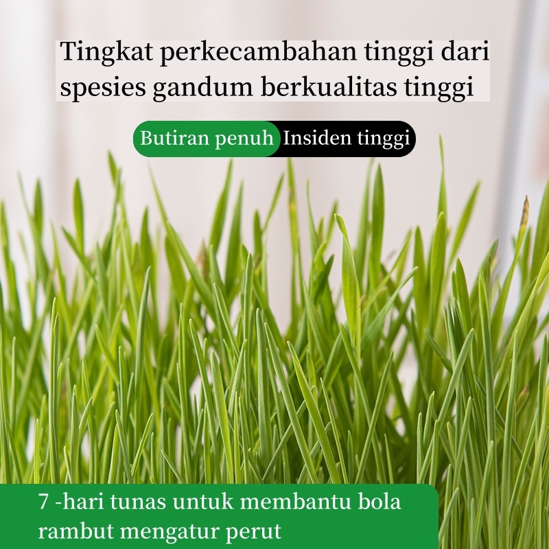 Jual Rumput kucing Kit Penanaman Benih Rumput Kucing Rumput Gandum ...