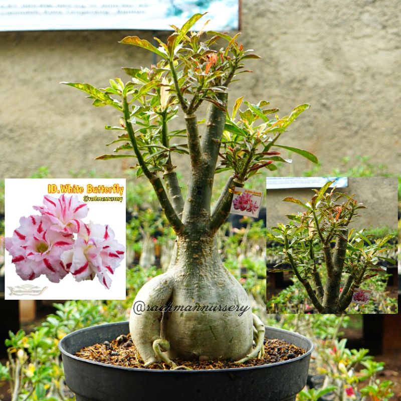 Jual Adenium Bunga Tumpuk | Shopee Indonesia