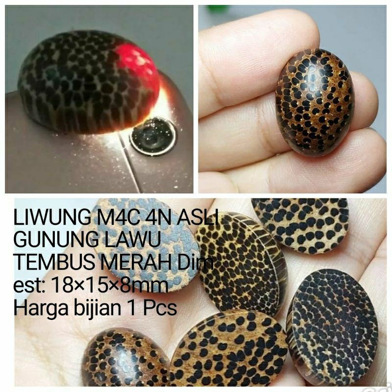 Jual LIWUNG M4C 4N GUNUNG LAWU TEMBUS MERAH NATURAL | Shopee Indonesia