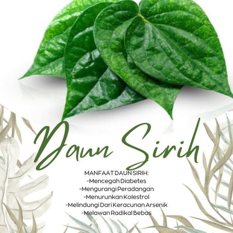 Jual Tanaman Obat Sirih Hijau | Shopee Indonesia