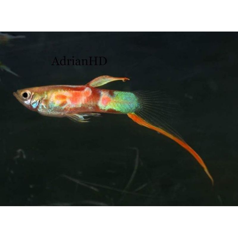 Jual ikan hias guppy VIENNA BATTOM SWORD/BS sepasang jantan betina trio ikan hias kolam ...