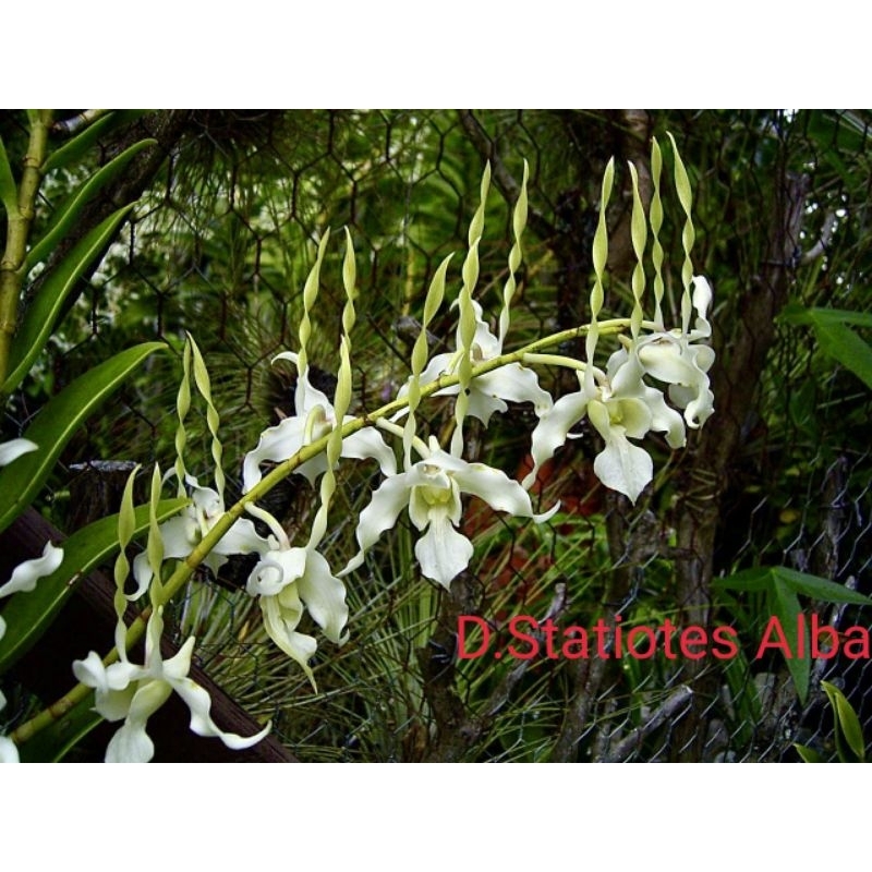 Jual Anggrek dendrobium stratiotes alba | Shopee Indonesia