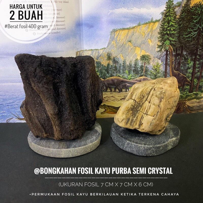 Jual Bongkahan Fosil Kayu Purba Semi Crystal C17 atau Fosil Tumbuhan ...