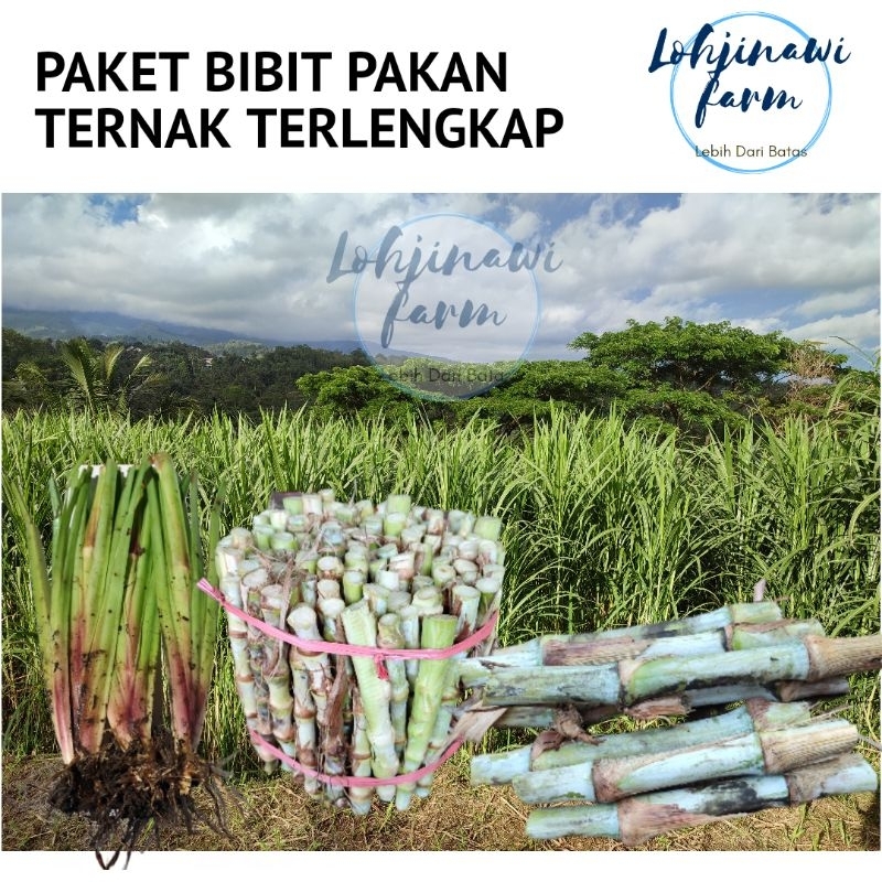 Jual Paket Rumput Guatemala, Odot Jumbo Dan gamma umami 1 kg | Shopee ...