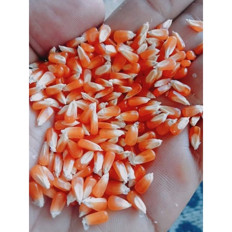 Jual Jagung Kecil Biji Timun 1Kg | Shopee Indonesia