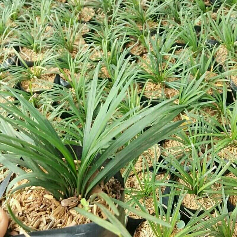 Jual Tanaman Kucai mini Rumput mini jampang mini 500 pcs | Shopee Indonesia