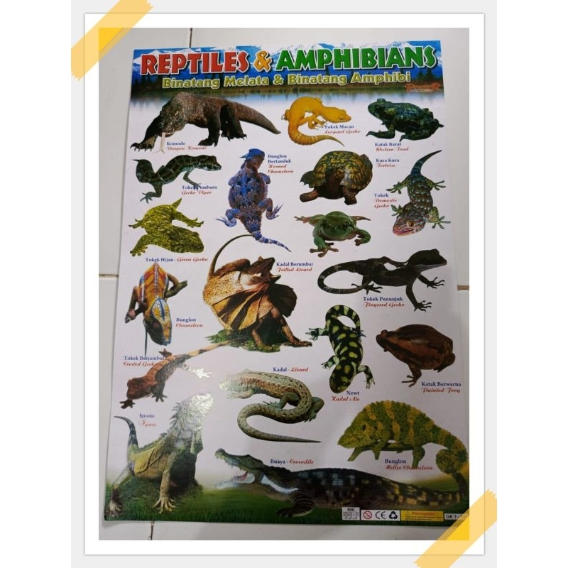 Jual Poster Reptile Dan Amphibi | Shopee Indonesia
