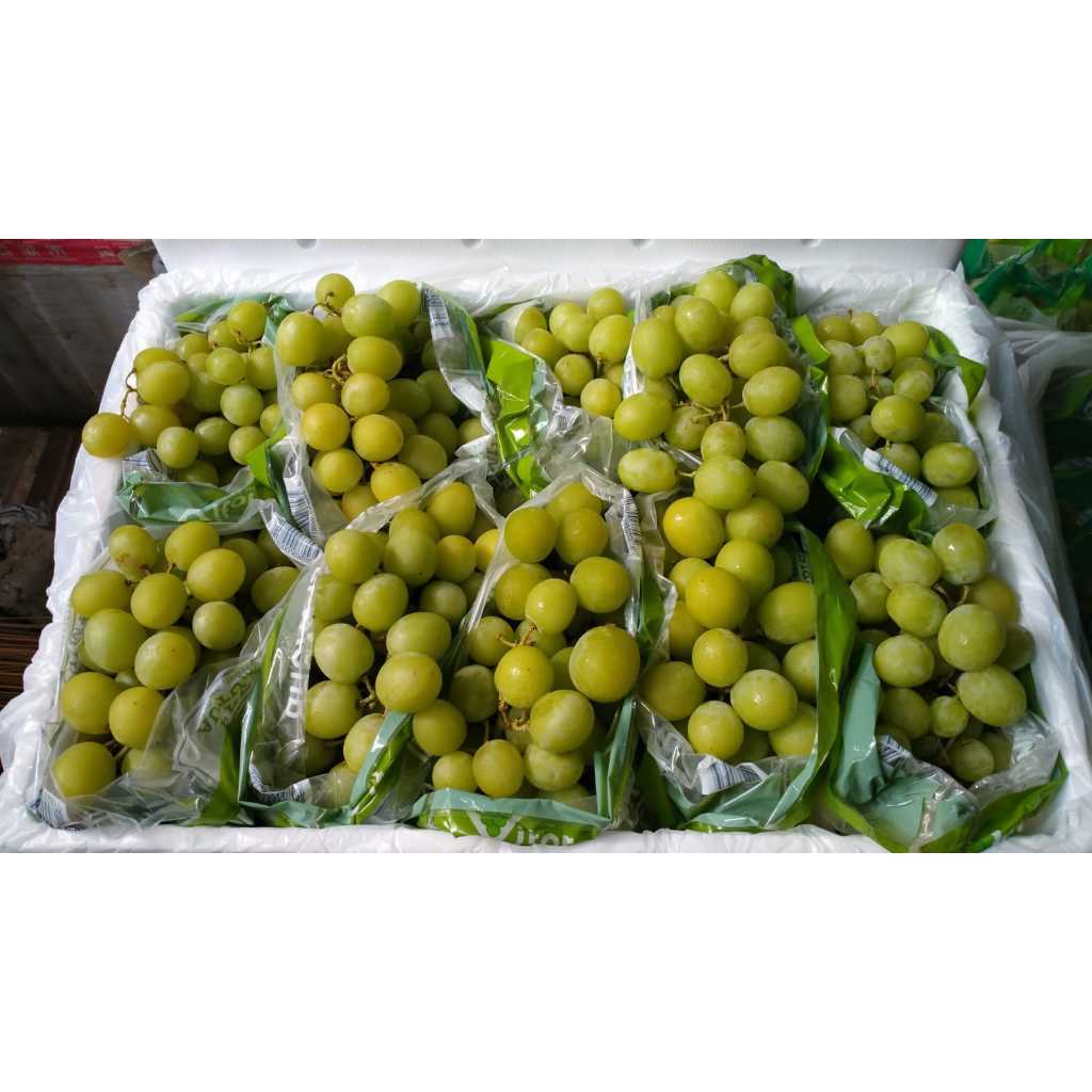 Jual ANGGUR AUTUMN CRIPS AUSSIE 9KG | Shopee Indonesia