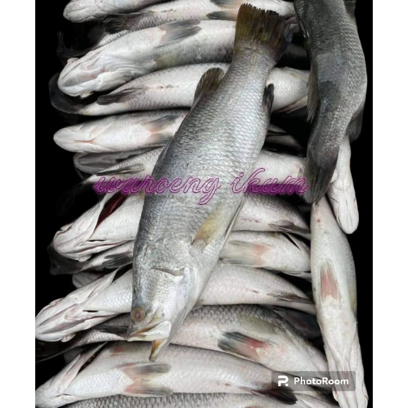 Jual Ikan Kakap Putih segar 1kg Baramundi | Shopee Indonesia