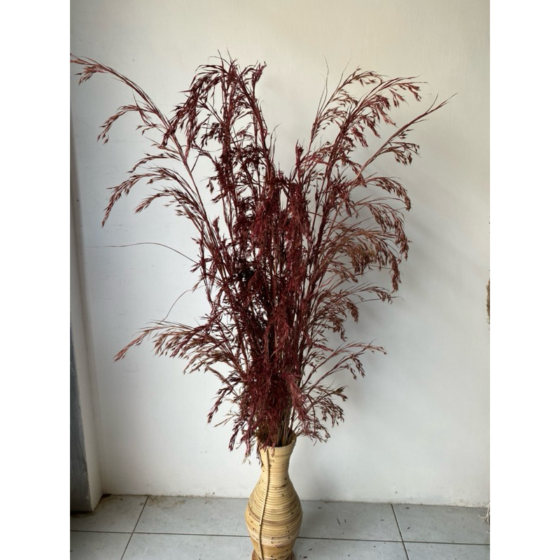 Jual Pampas padi lokal atau padi-padian | Shopee Indonesia