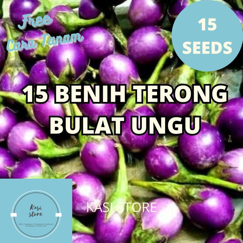 Jual 15 BENIH TERONG UNGU BULAT | Shopee Indonesia
