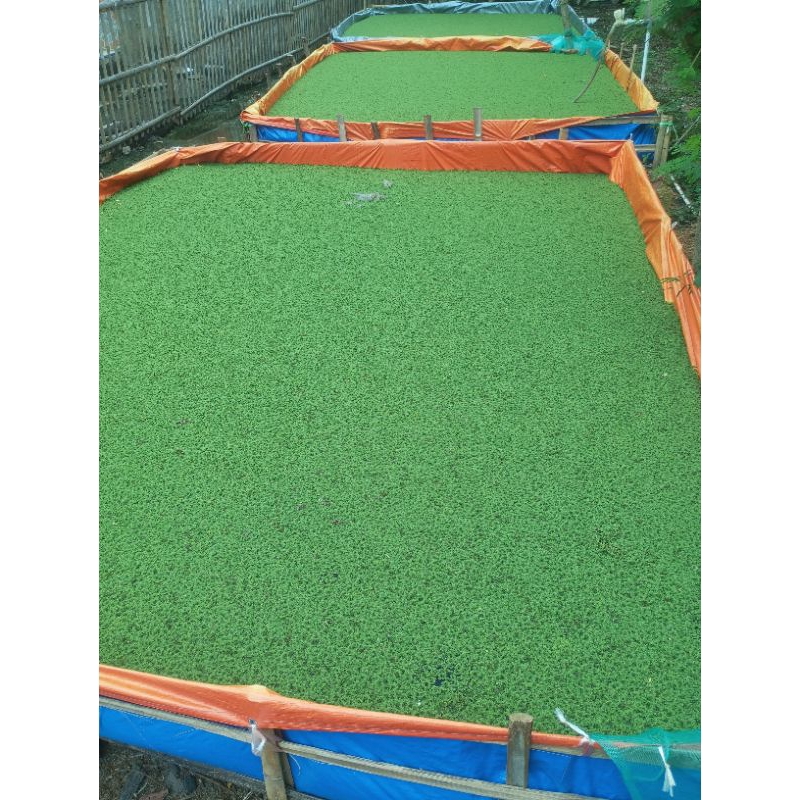 Jual azolla micropylla 500g benih, bibit, pakan ternak | Shopee Indonesia