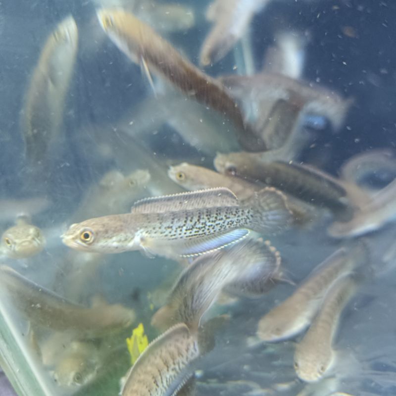 Jual Stewarti Jos Sortir Botol 5-7Cm Berkualitas (1Ekor) | Shopee Indonesia