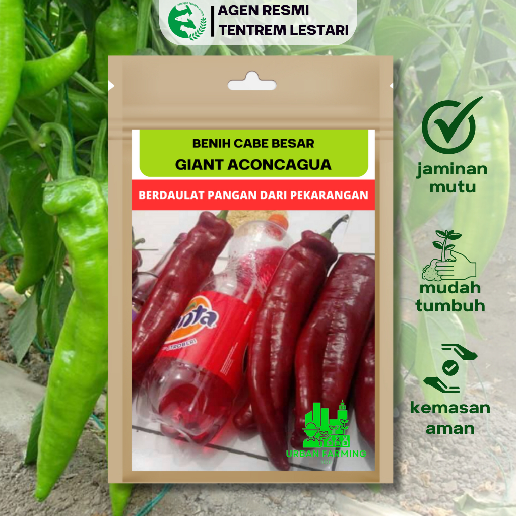 Jual Benih Cabai Giant Aconcagua Biggest 30 Biji Urban Farming Cabe ...