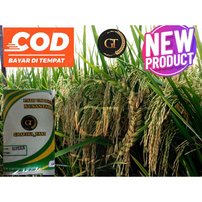 Jual benih padi unggul terbaru sedayu | Shopee Indonesia