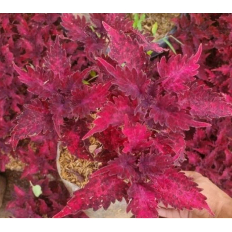 Jual Tanaman Hias Miana Merah Ekor Naga | Shopee Indonesia