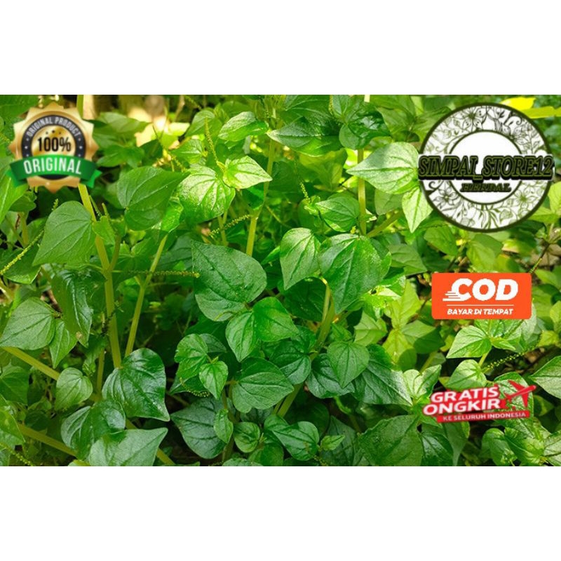 Jual DAUN SIRIH CINA SEGAR 250GRAM DAUN KETUMPANG AIR ATAU DAUN SURUAN ...