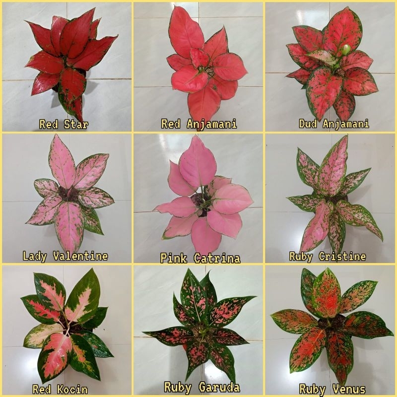 Jual Tanaman aglonema paket macam macam warna jenis | Shopee Indonesia