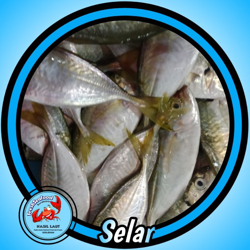 Jual IKAN SELAR SEGAR 1kg | Shopee Indonesia
