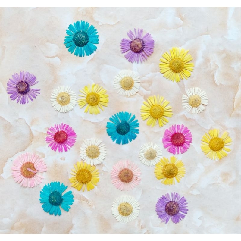 Jual Pressed Small Daisy Flower Pressed Flower Bunga Kering Dried
