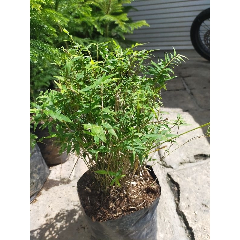 Jual tanaman hias bambu Jepang keadaan rimbun bonus bunga melati jepang ...