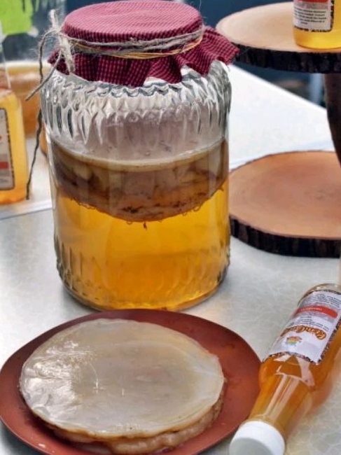 Jual Scoby Kombucha Gemoy Jamur Dipo Toples kombucha Starter Strong ...
