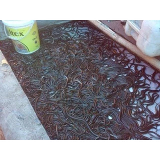 Jual Bibit Belut Terlengkap & Harga Terbaru Januari 2025 | Shopee Indonesia