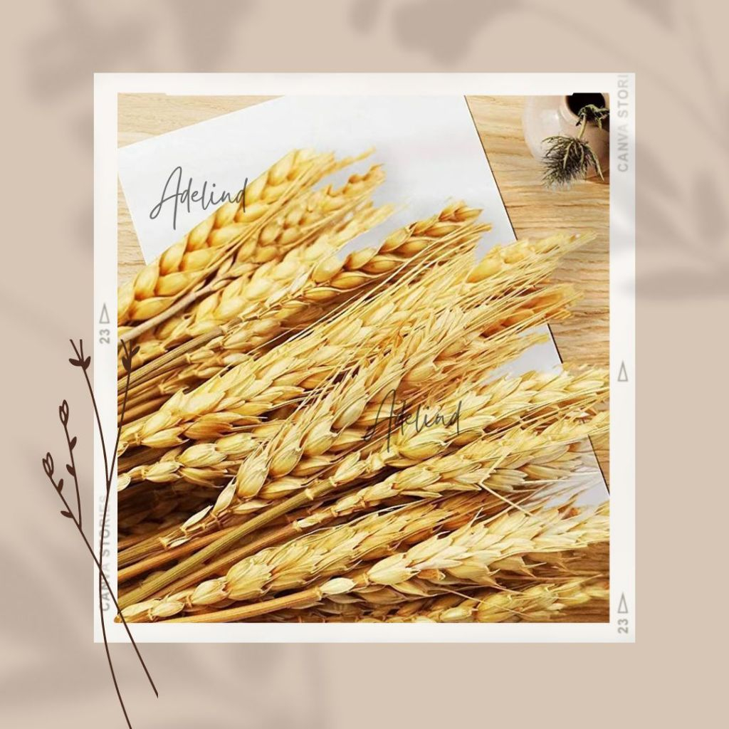 Jual 50 tangkai gandum natural / gandum kering / dried flower / bunga ...