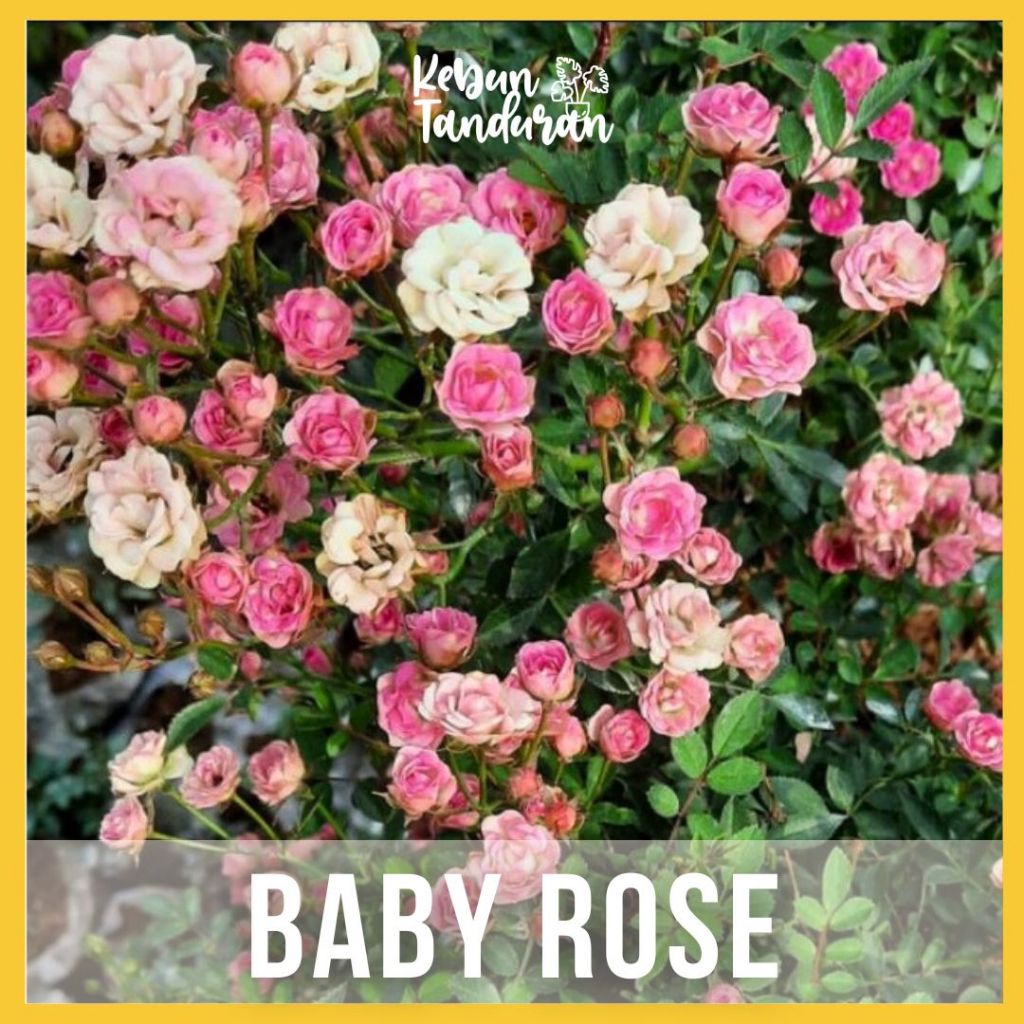 Jual Tanaman Bunga Baby rose mawar baby lucu kondisi sudah berbunga / mawar bunga kecil mini ...