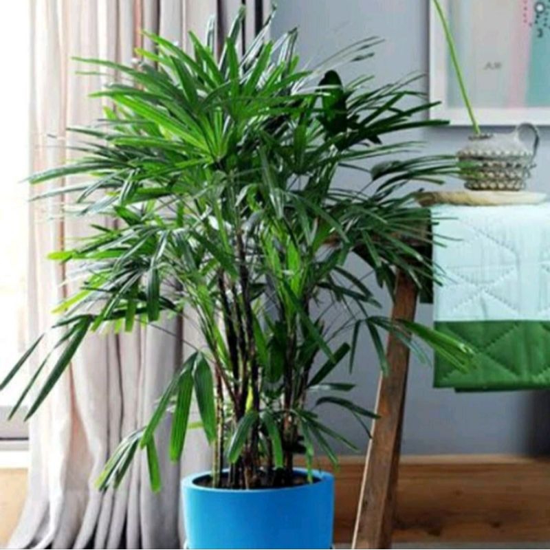 Jual Tanaman Hias Palem regu / Palem waregu | Shopee Indonesia