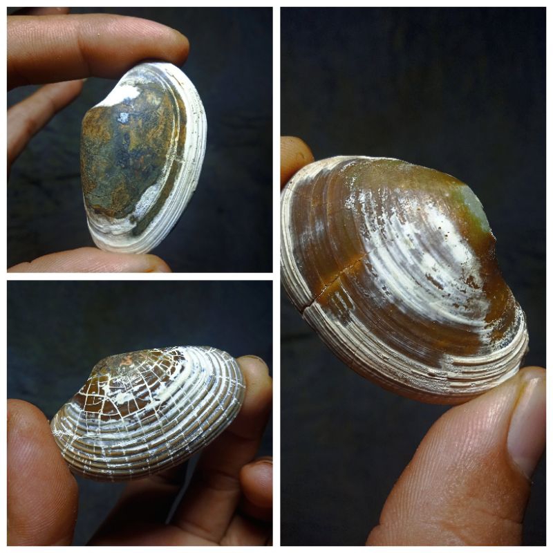 Jual kerang buntet asli alam | Shopee Indonesia