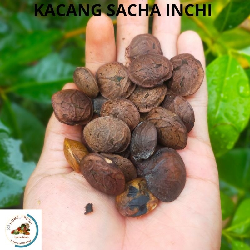 Jual Benih Kacang Sacha Inchi Kualitas Grade A | Shopee Indonesia