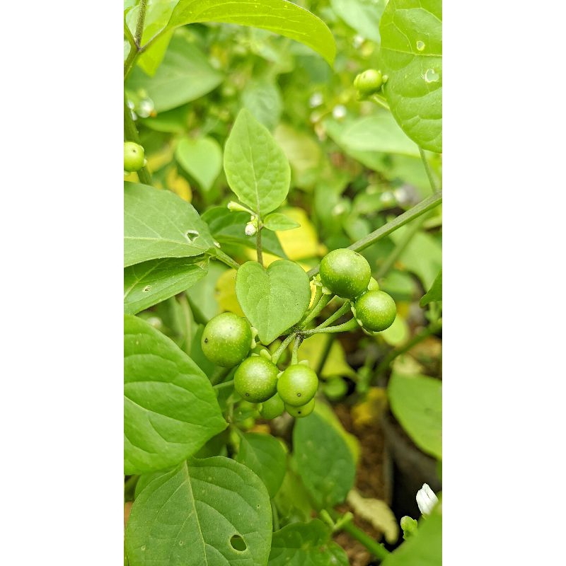 Jual Tanaman lenca sayuran | Shopee Indonesia