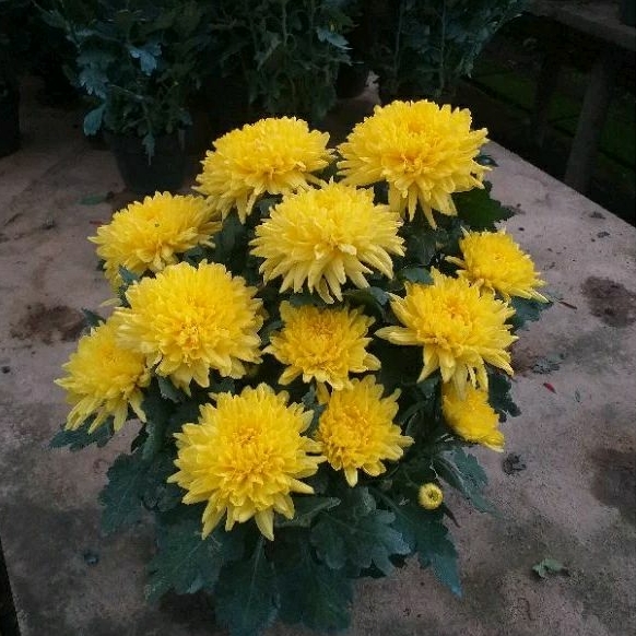 Jual Tanaman Hias Krisan Kuning Isi 5-6 Pohon Sudah Berbunga | Shopee ...
