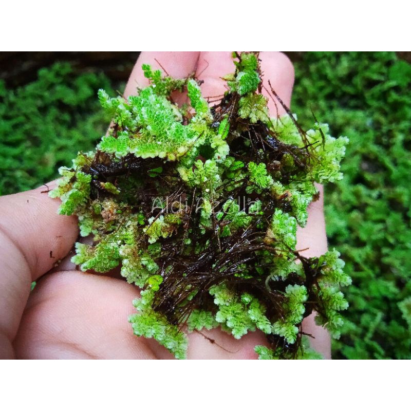 Jual BIBIT AZOLLA SUPER/ AZOLLA MICROPHYLA/PAKAN ALTERNATIF | Shopee ...