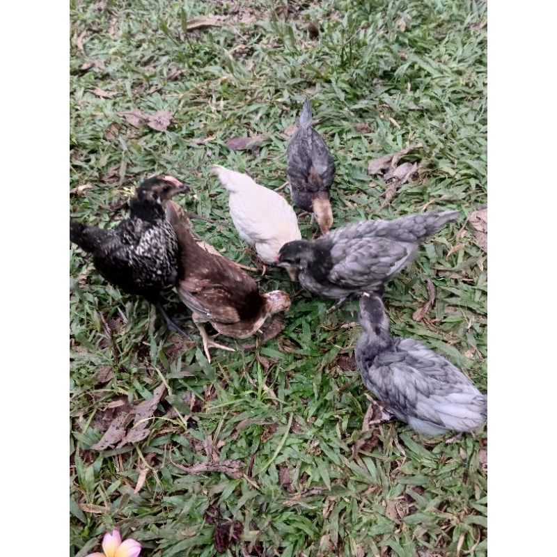 Jual Ayam Petelur, Kub X White Leghorn, Australorp, RIR, Umur 2 Bulan ...