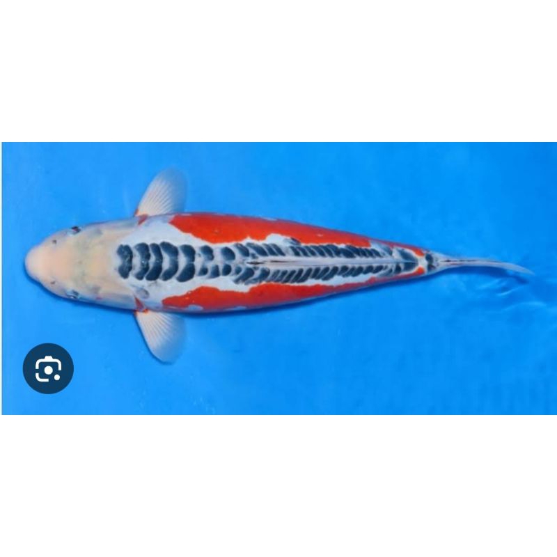 Jual Susui 5-7cm | Shopee Indonesia